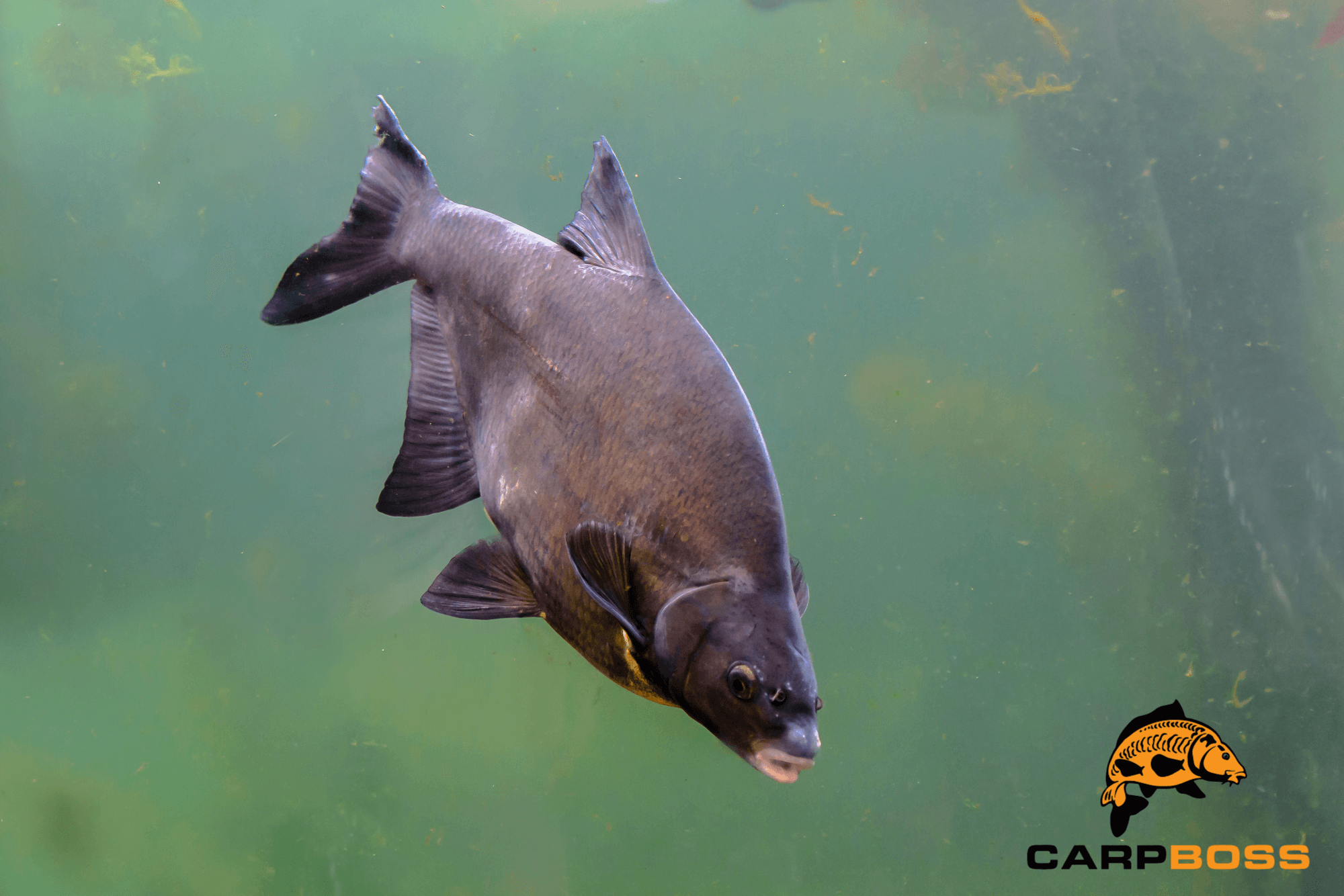 How to Avoid Bream When Carp Fishing? - Carp Boss